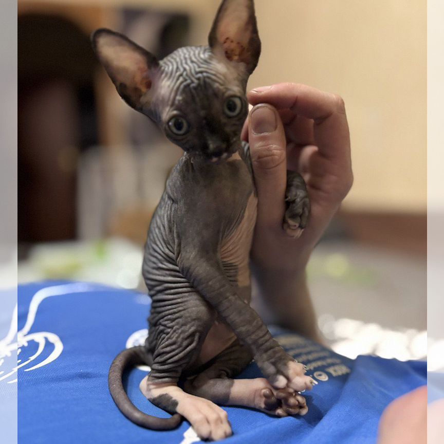 Канадский сфинкс котёнок