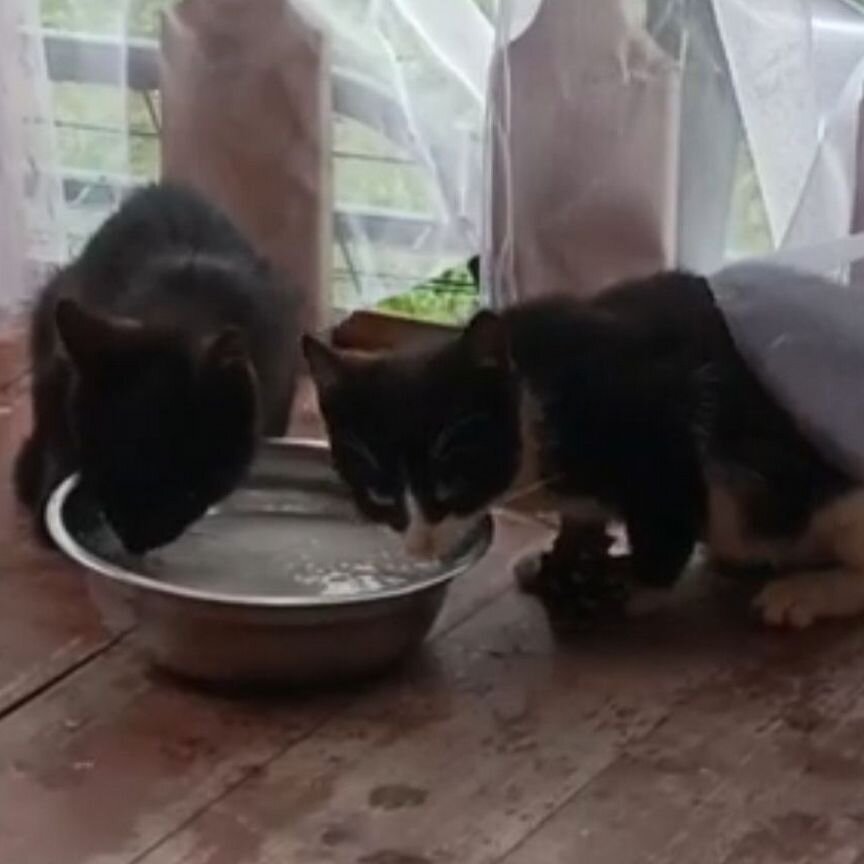 Котята нуждаются в тепле и еде