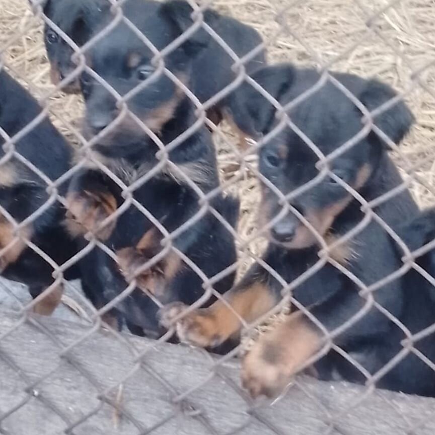 Немецкий охотничий терьер, щенок