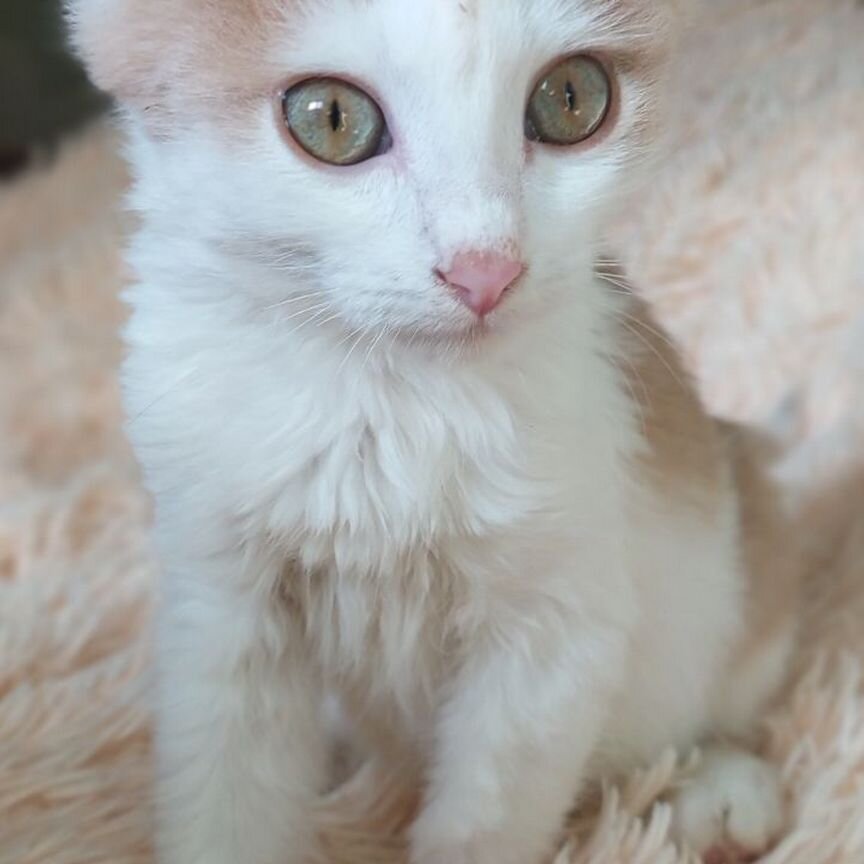Котенок котик