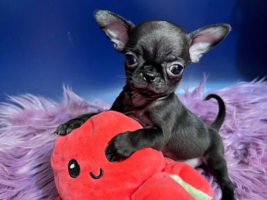 Чихуашки кукляшки