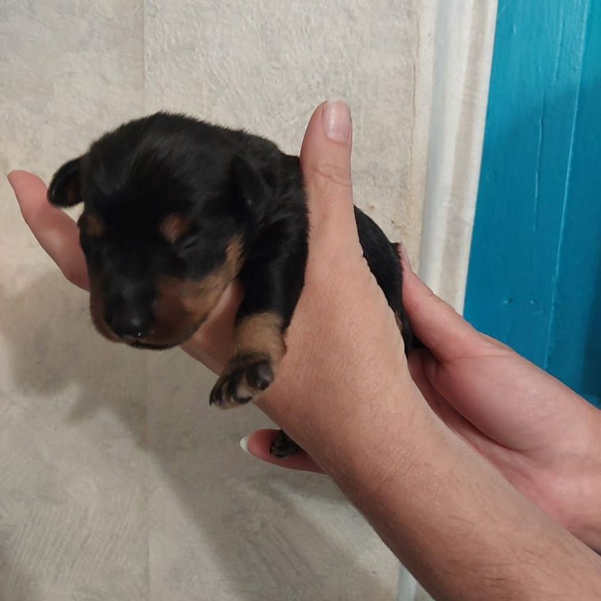 Щенки ягдтерьера