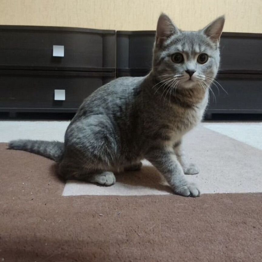 Кошка