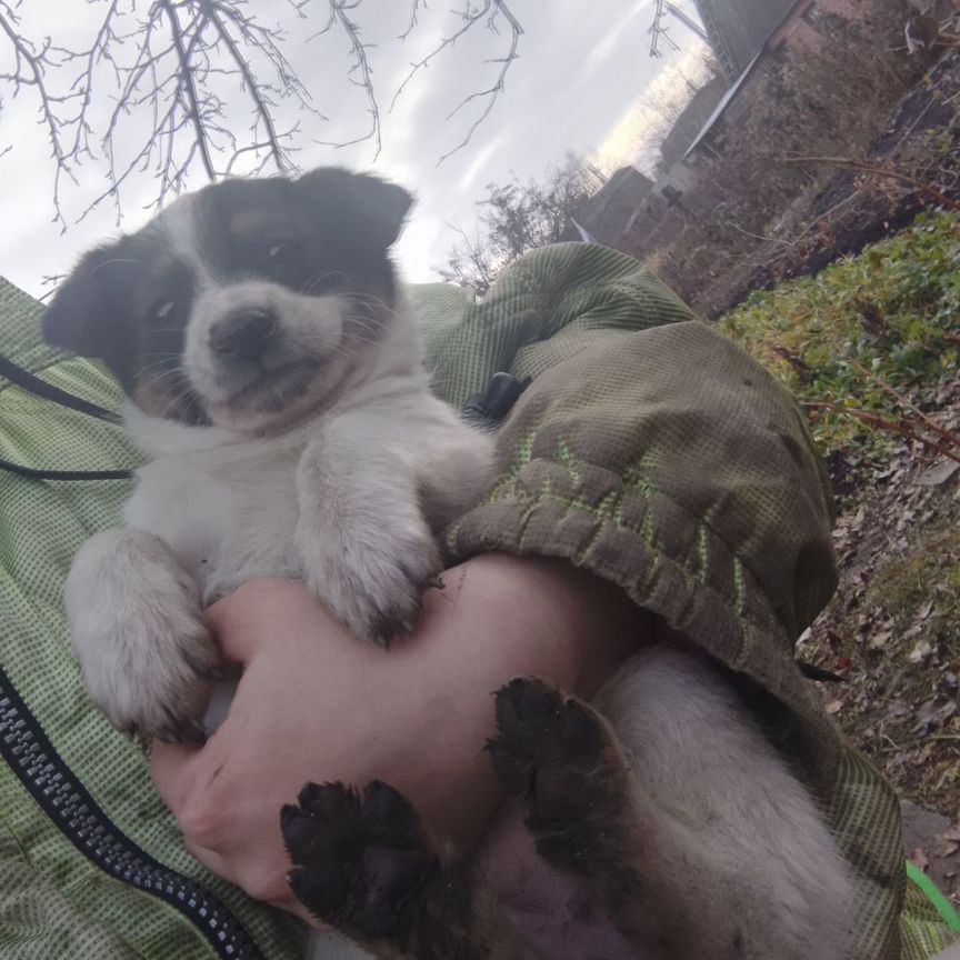 Щенки в садах помогите дом найти