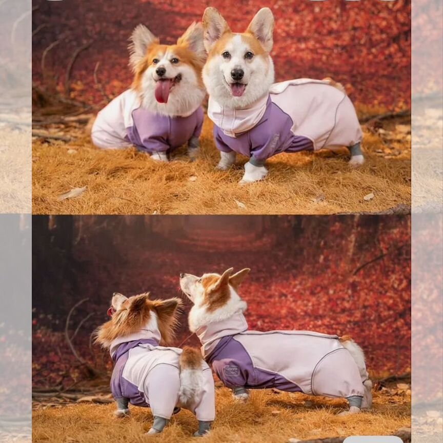 Одежда для собак