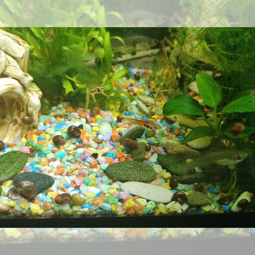 Улитки катушки