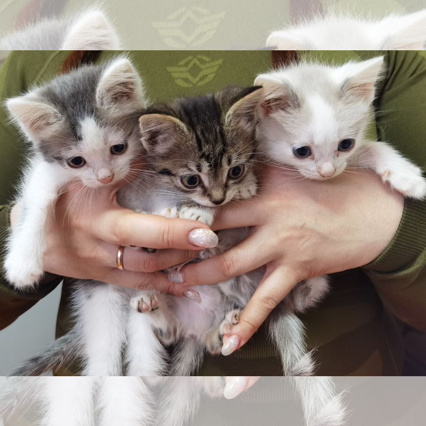 Котёнок в добрые руки