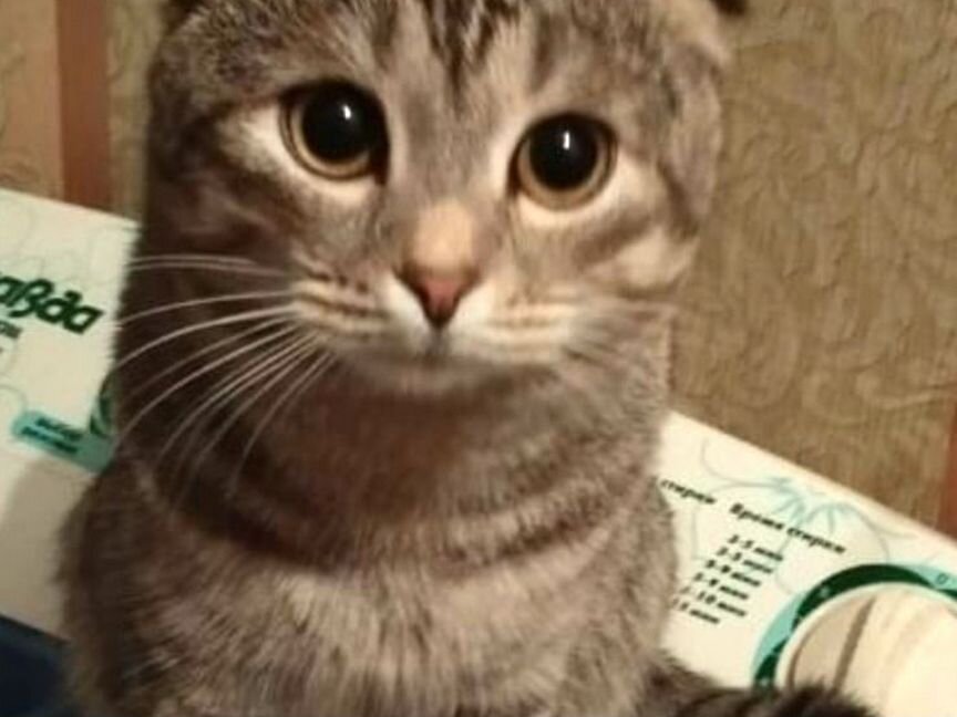 Шотландский вислоухий котик