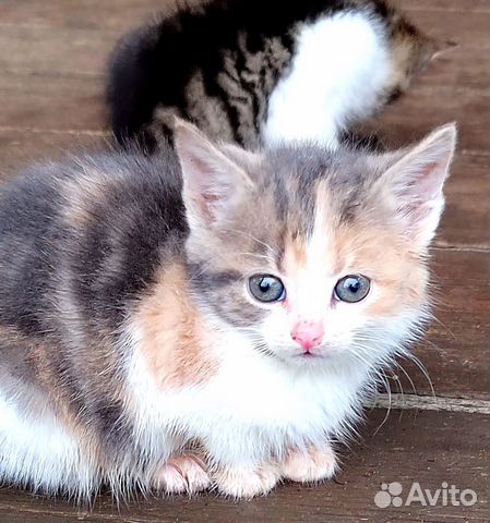 Котята в добрые руки, девочки, 1,5 мес