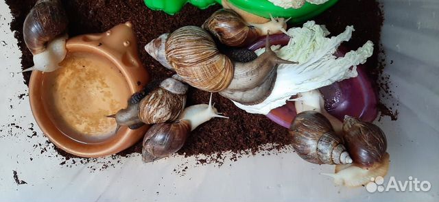 Улитки ахатины бесплатно