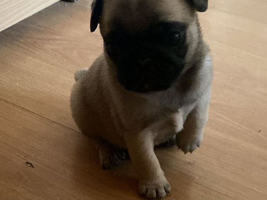 Щенки мопса