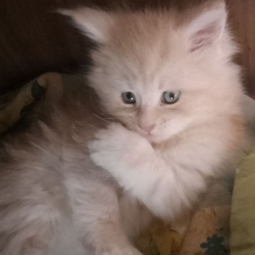 Мейн-кун котёнок