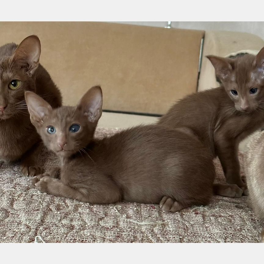 Ориентальные котята