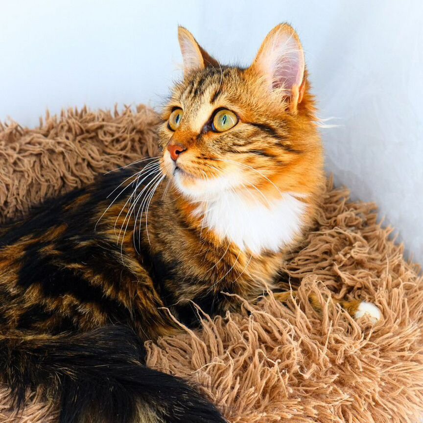 Дизайнерский кот в лучшие руки