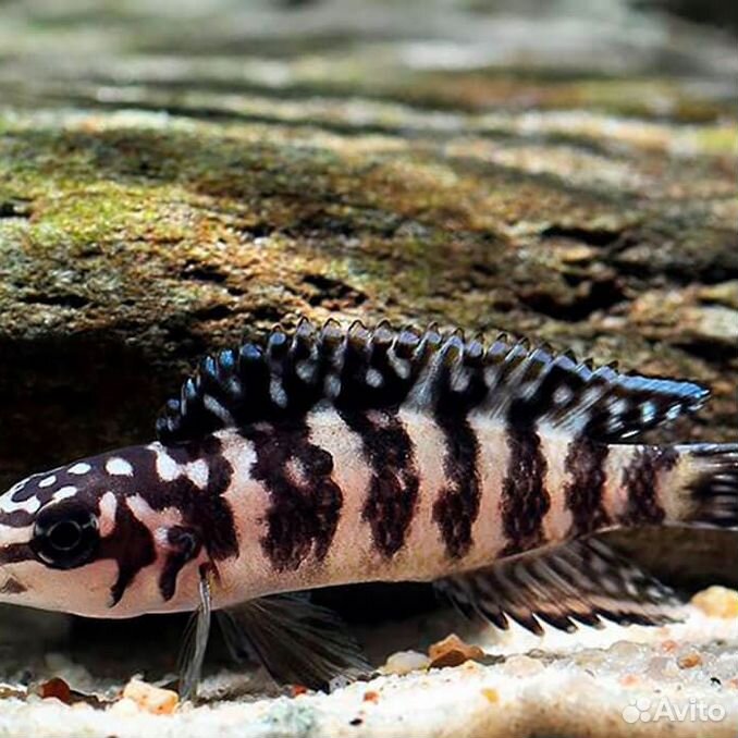 Юлидохромис Масковый 9 (арт 3286)