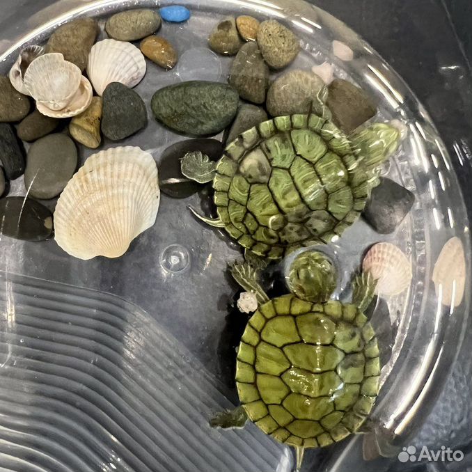 Красноухая черепаха маленькая