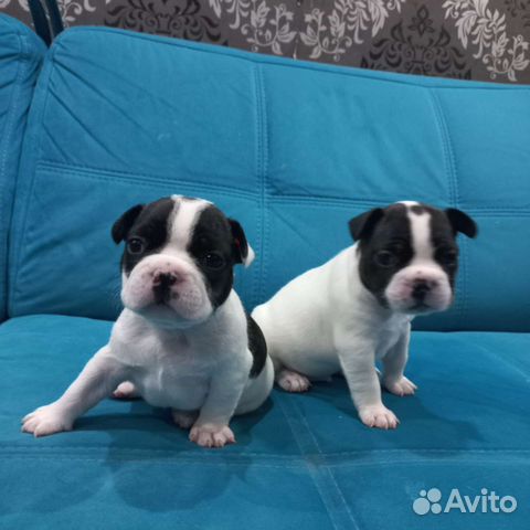 Французский бульдог