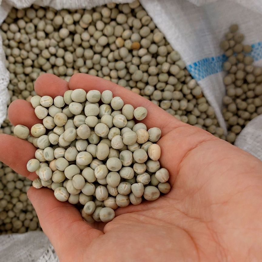 Горох на микрозелень