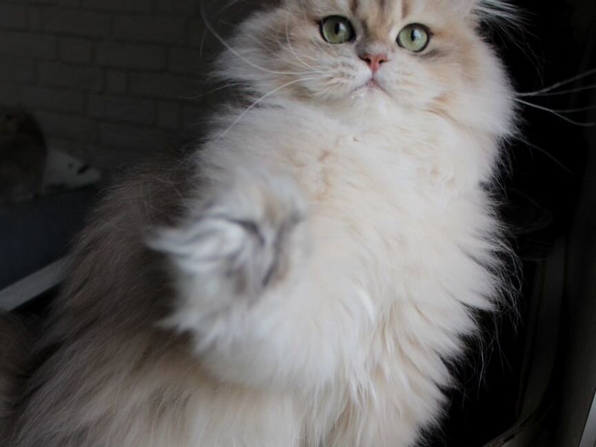 Золотой кот