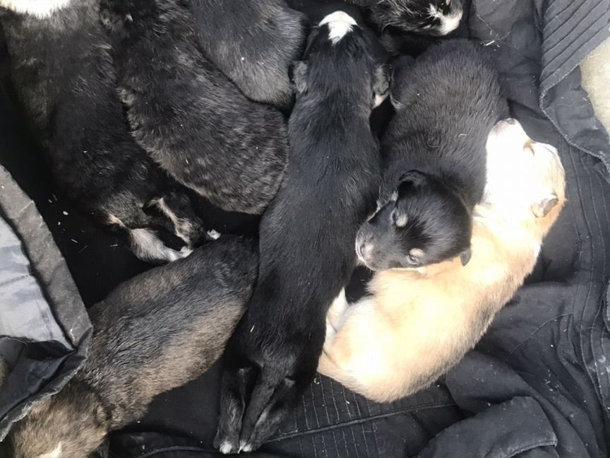 Одам в добрые руки шенка