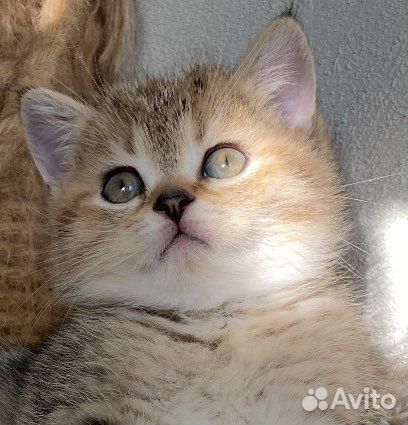 Шотландские котята скотиш страйт