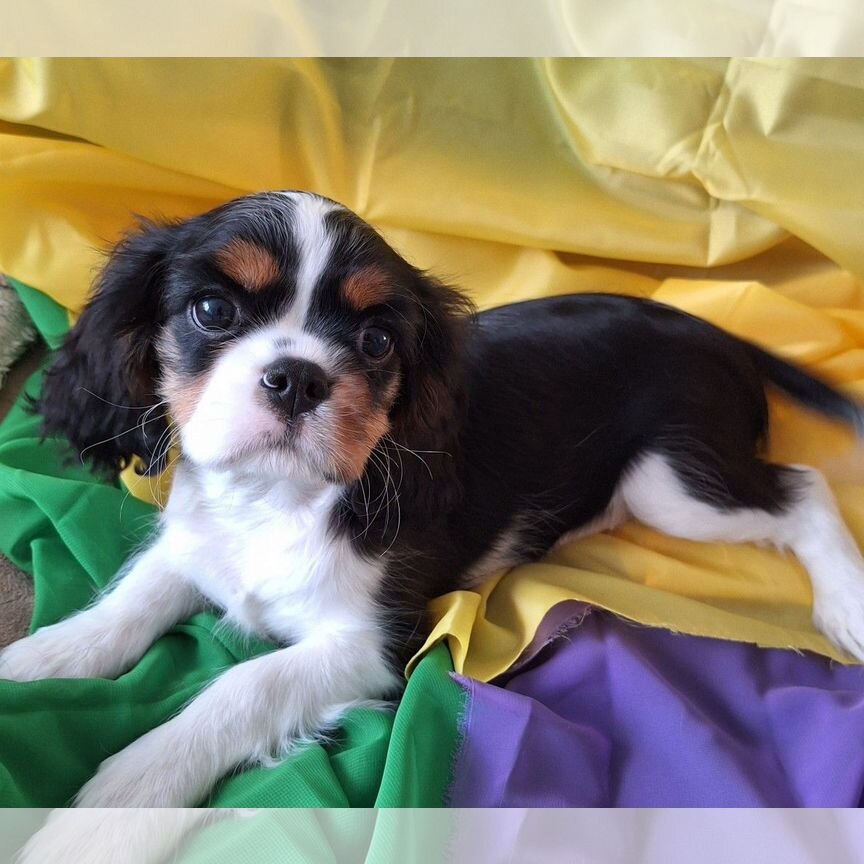 Кавалер кинг-чарльз-спаниель, щенок