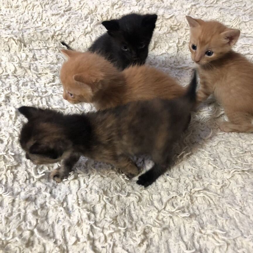 Котята в добрые руки