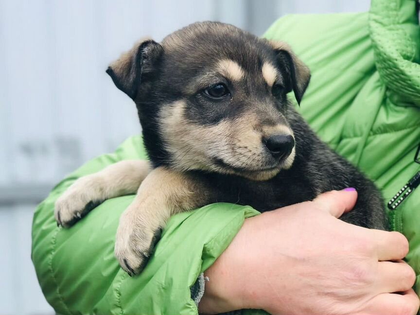 Собака в добрые руки щенок