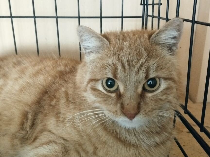Рыжая стерилизованная кошечка