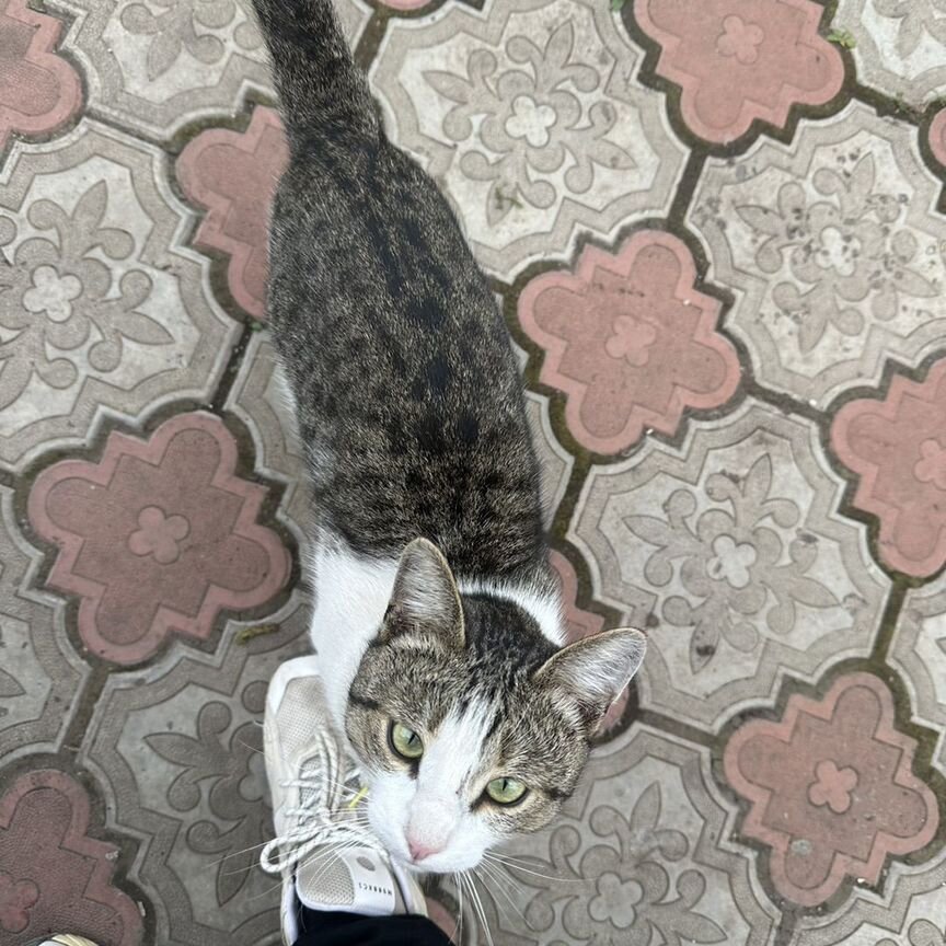 Нашелся кот, может найдется хозяин