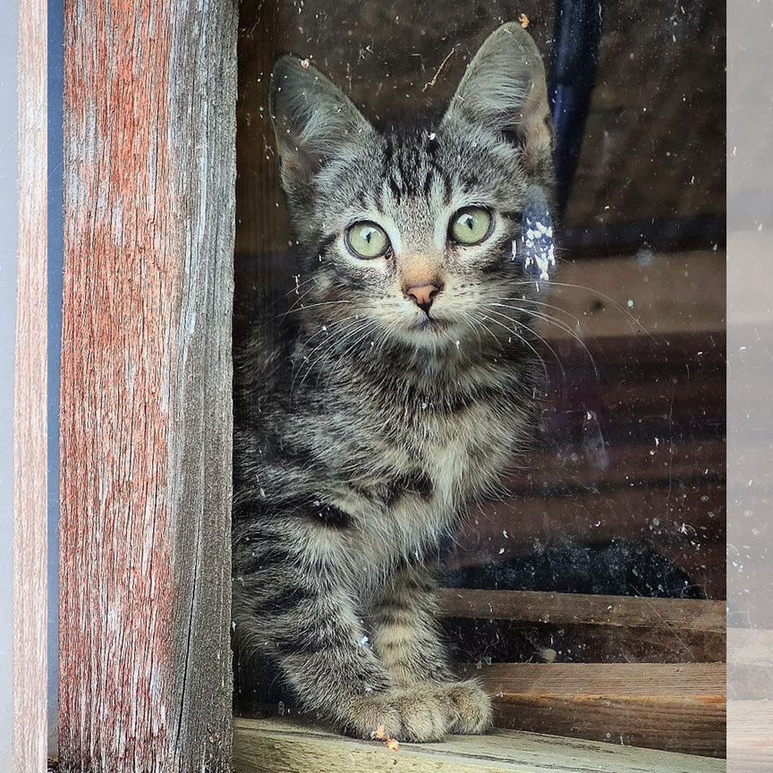 Котёнок Тиша