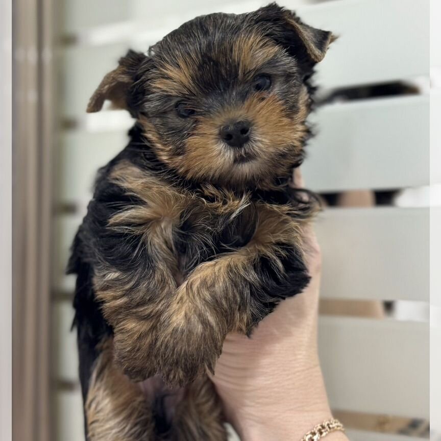 Йоркширский терьер, щенок