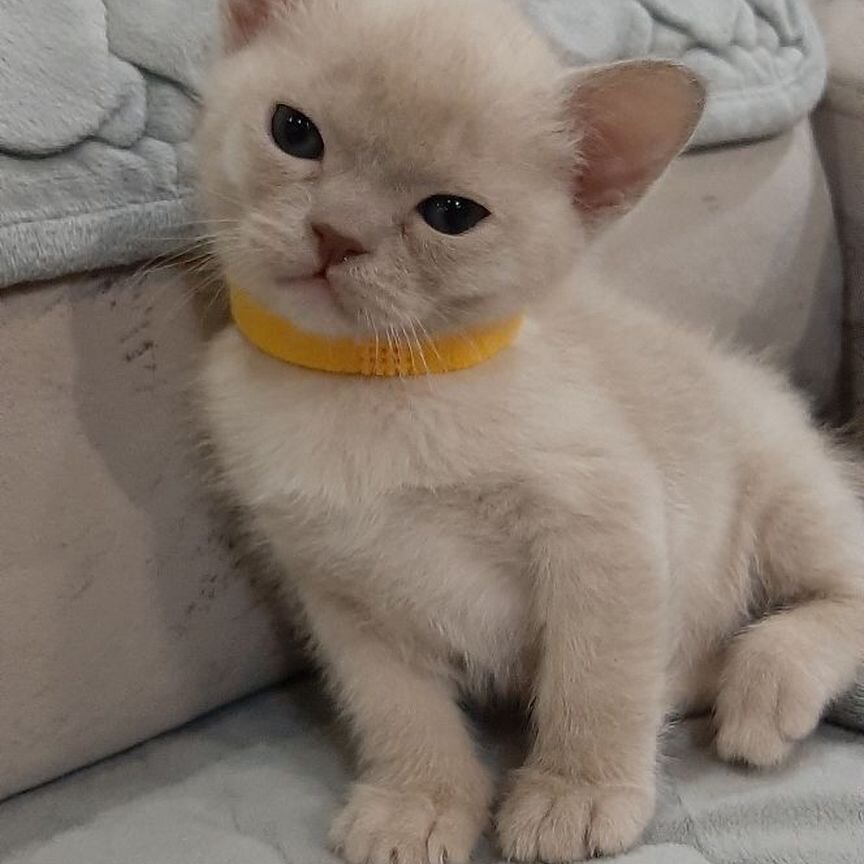 Котята европейской бурмы