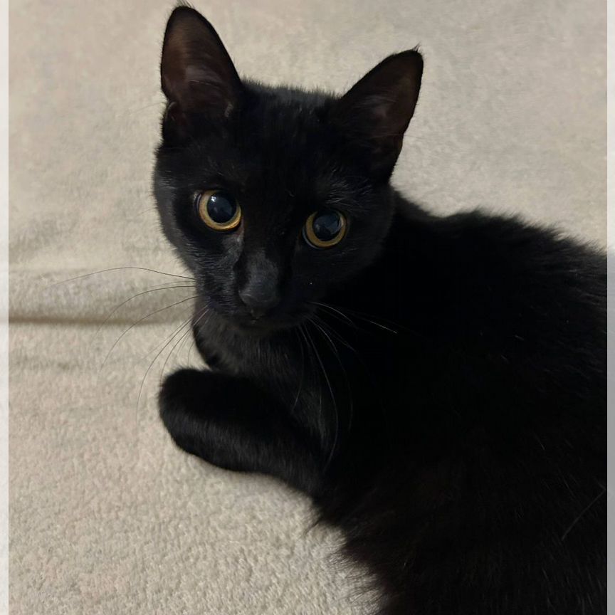 Котёнок от частного владельца