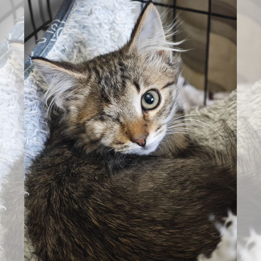 Котёнок в добрые руки