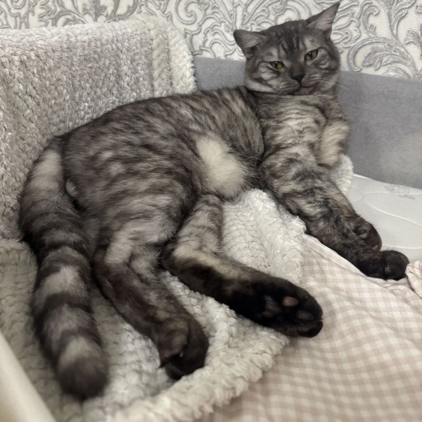 Шотландский прямоухий короткошёрстный котёнок