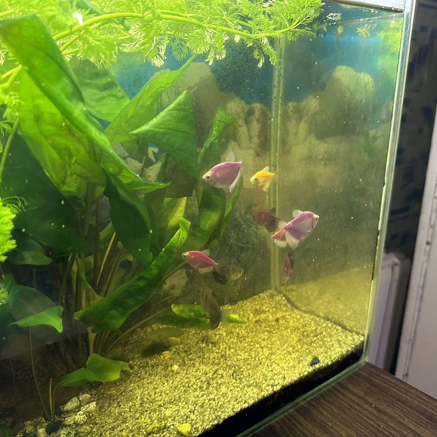 Авариум и рыбки