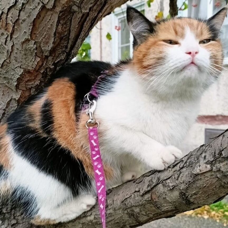 Взрослая кошка в добрые руки