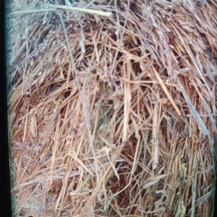 Продам сено в рулонах