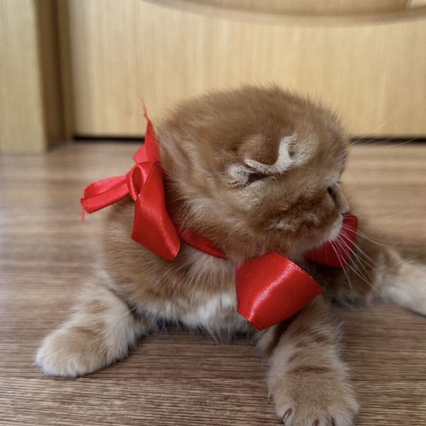 Шотландские вислоухие котята