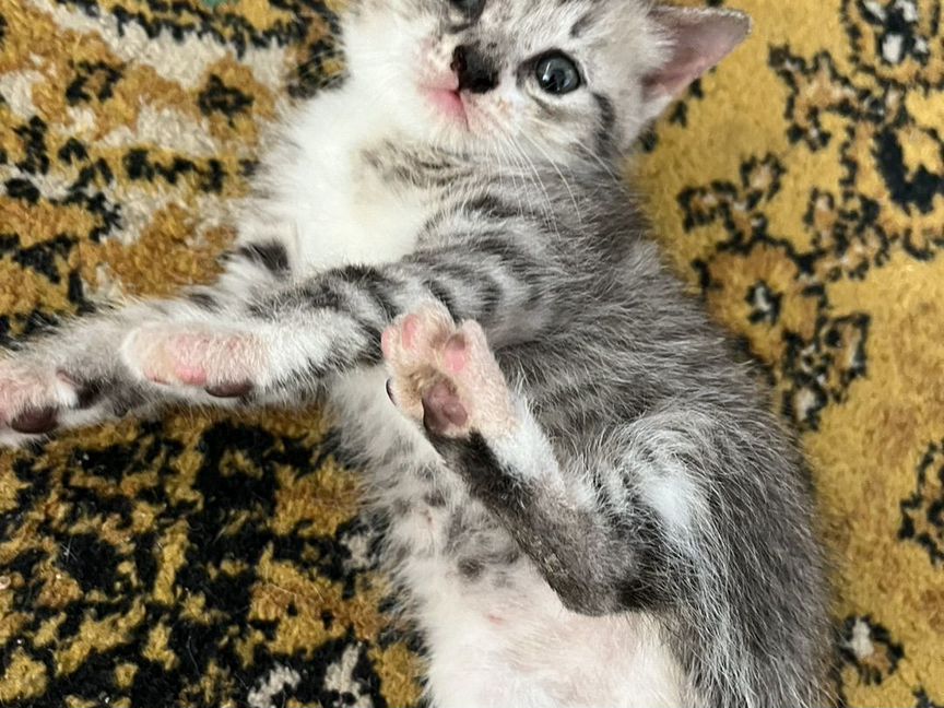 Котята в добрые руки