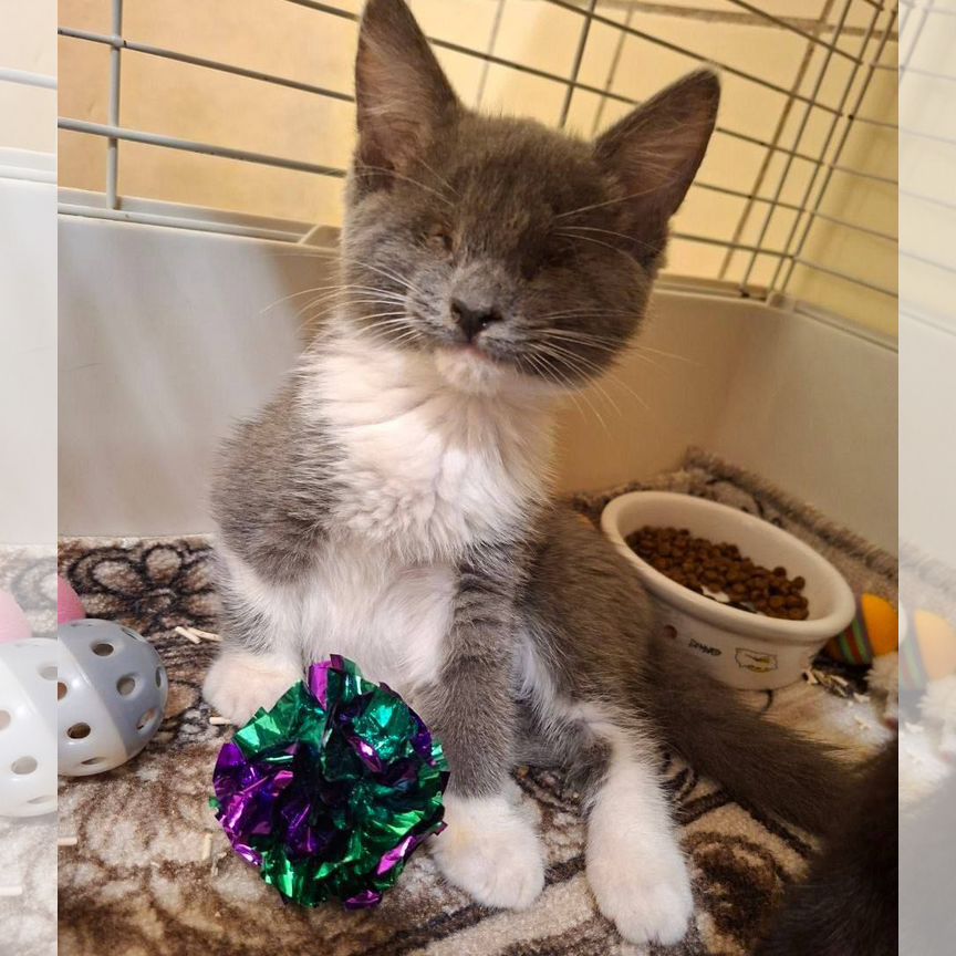 Котёнок в добрые руки