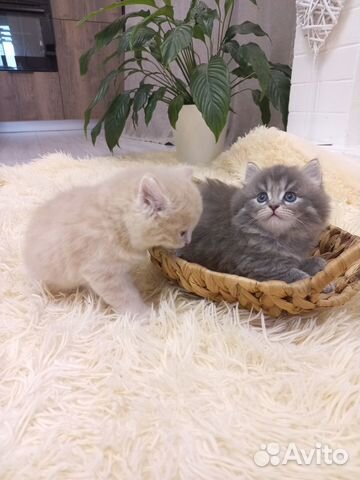 Милые игривые котята. Бесплатно