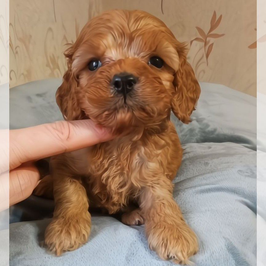 Кокапу, щенок