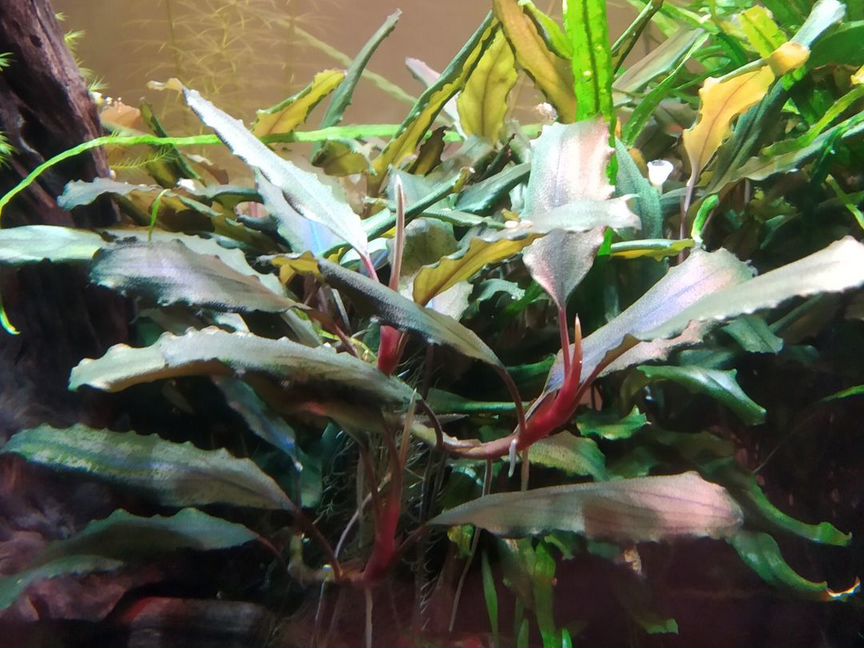 Буцефаландры и др