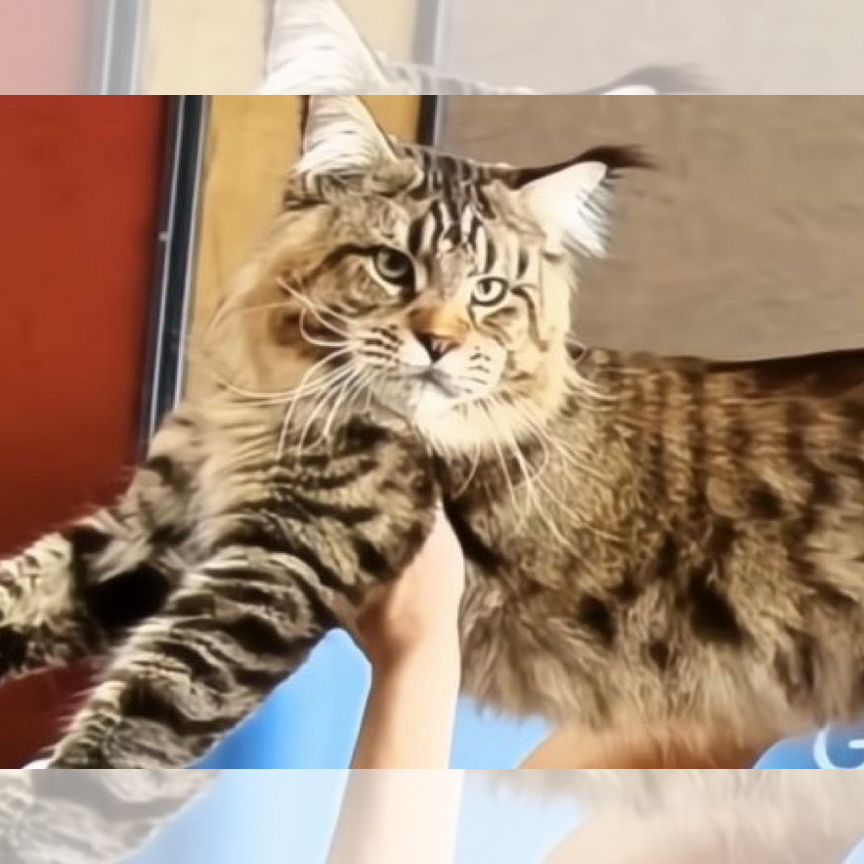 Мейн-кун, взрослый кот