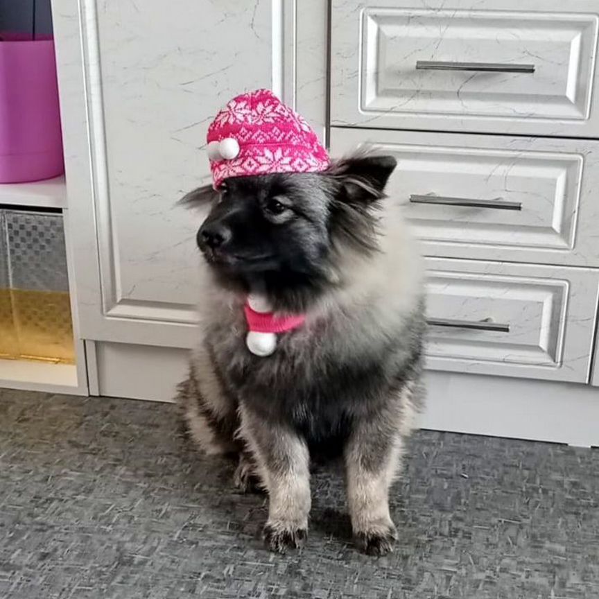 Кеесхонд вольфшпиц