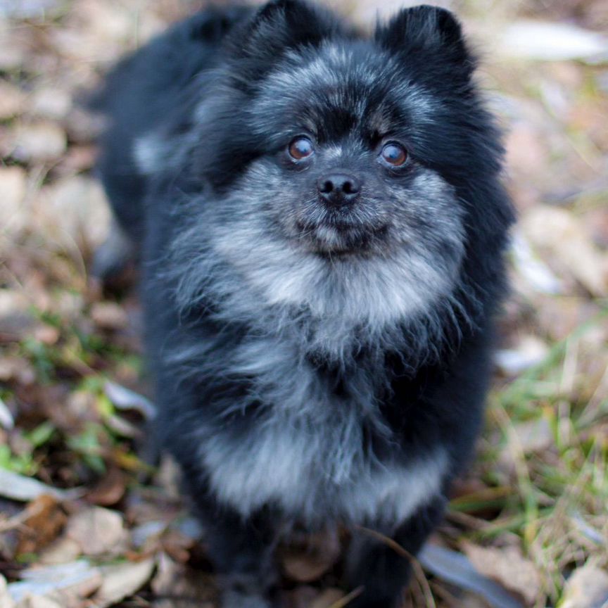 Померанский шпиц, взрослая собака