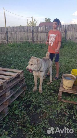 Алабай на вязку