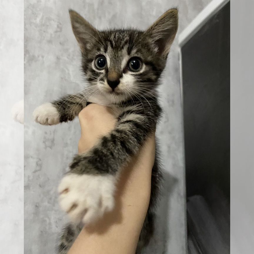 Отдам котят в добрые руки